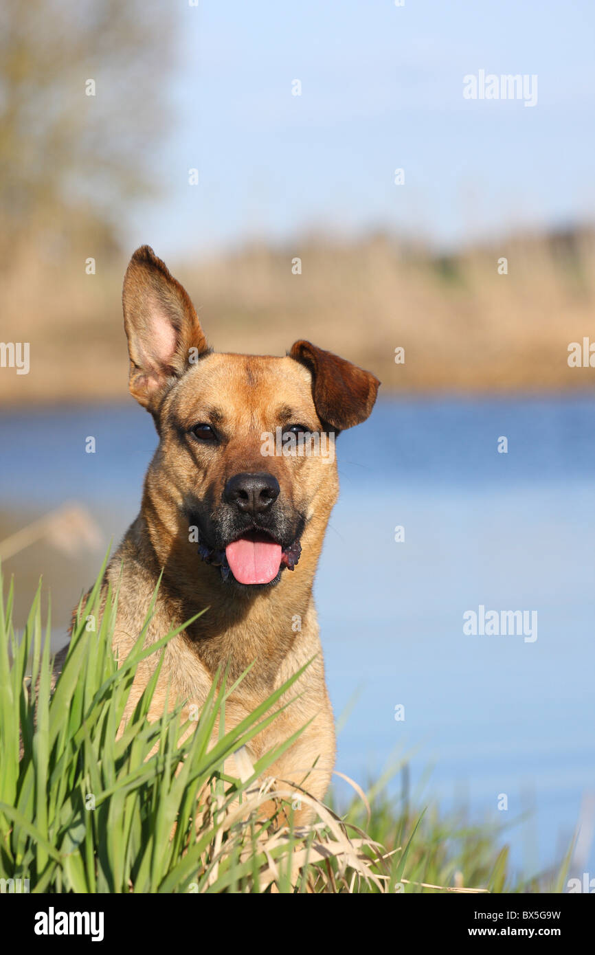 German Shepherd Mixed With Boxer