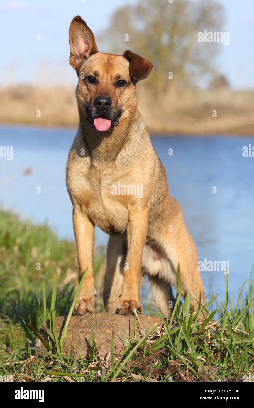 Boxer German Shepherd Mix