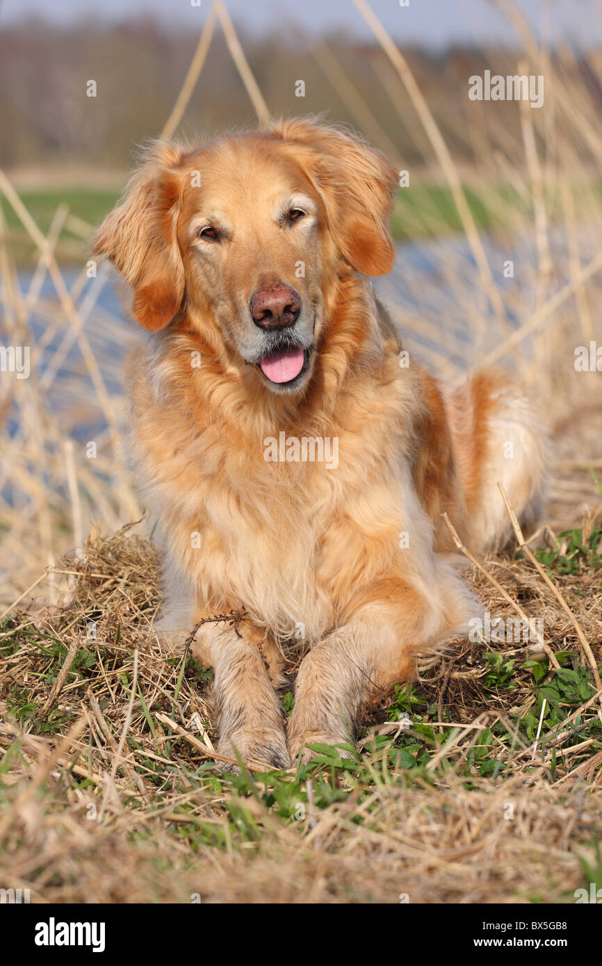male Golden Retriever Stock Photo - Alamy