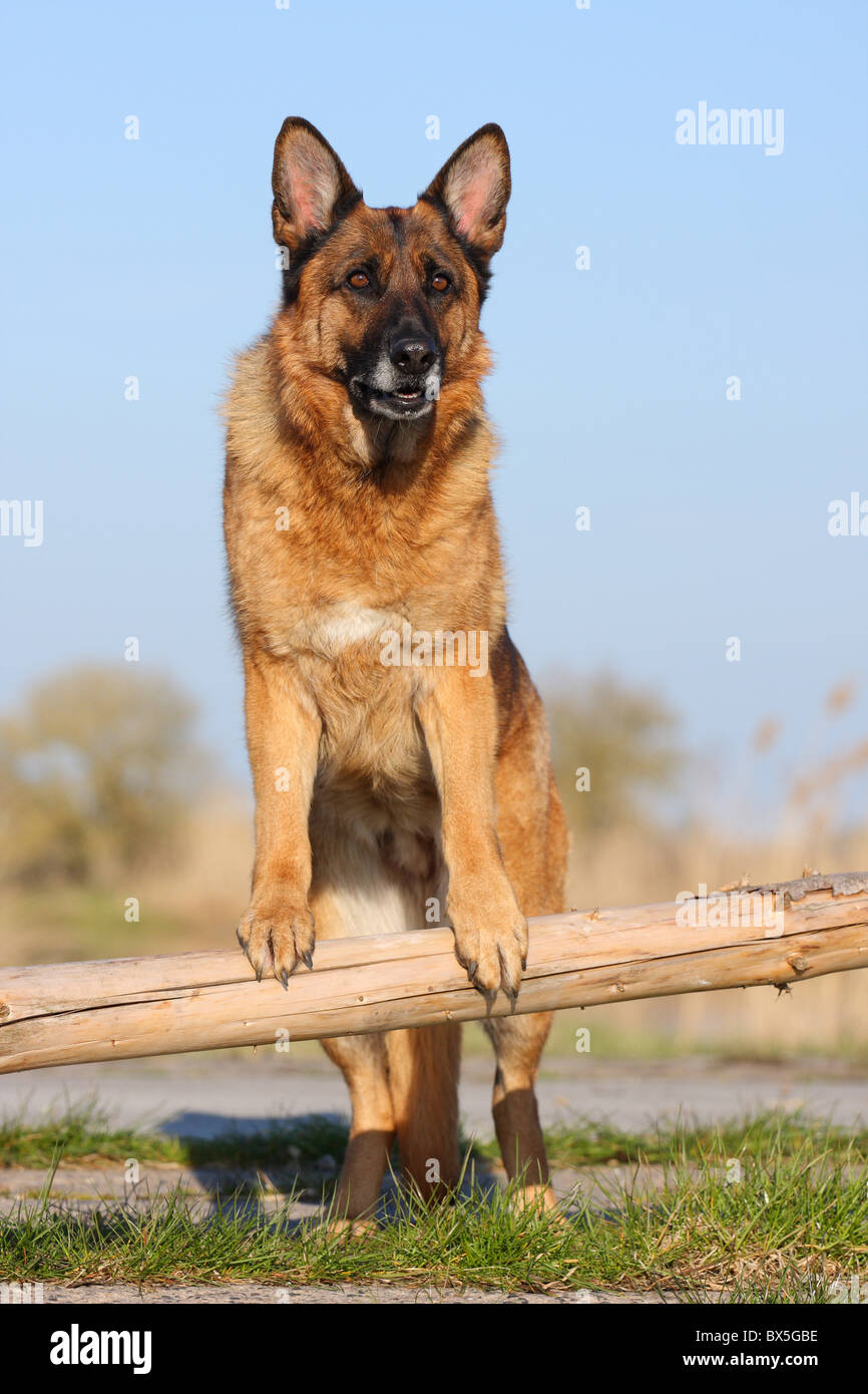 standing German Shepherd Stock Photo - Alamy