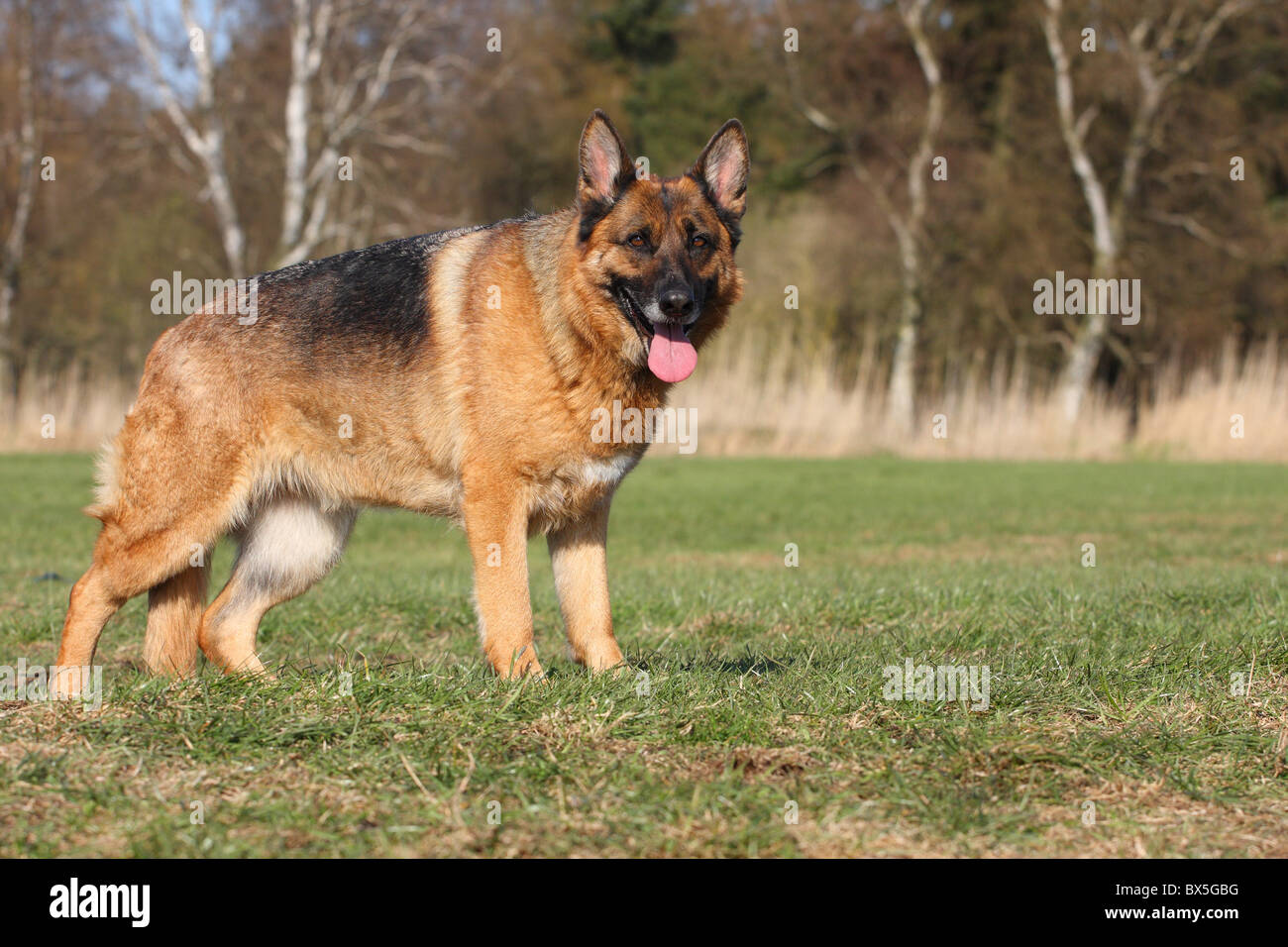 standing German Shepherd Stock Photo - Alamy