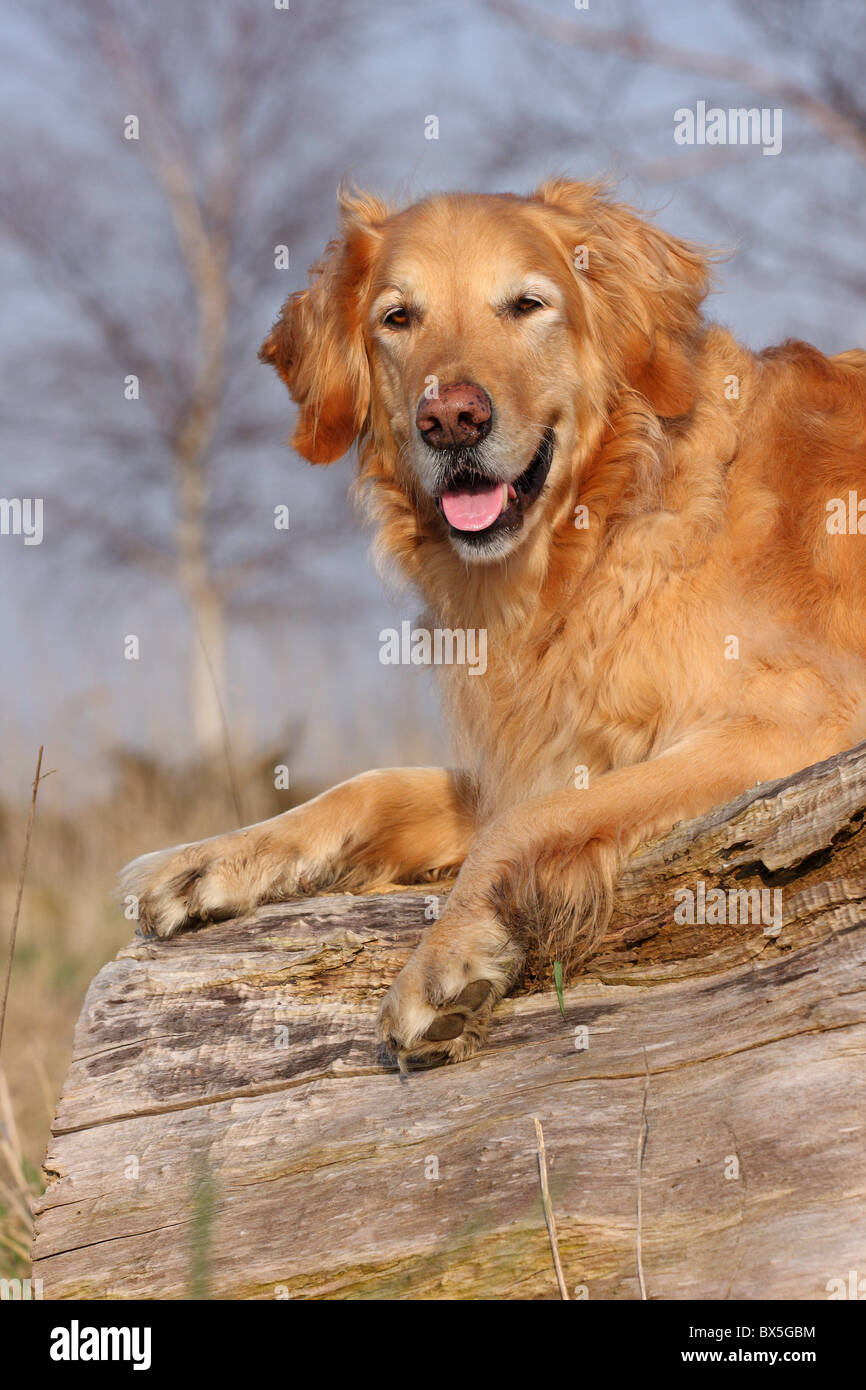 male Golden Retriever Stock Photo - Alamy