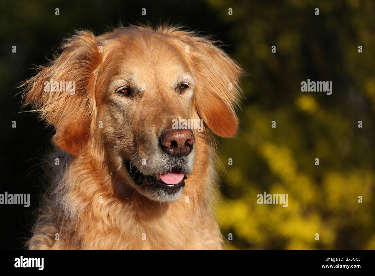 male Golden Retriever Stock Photo - Alamy