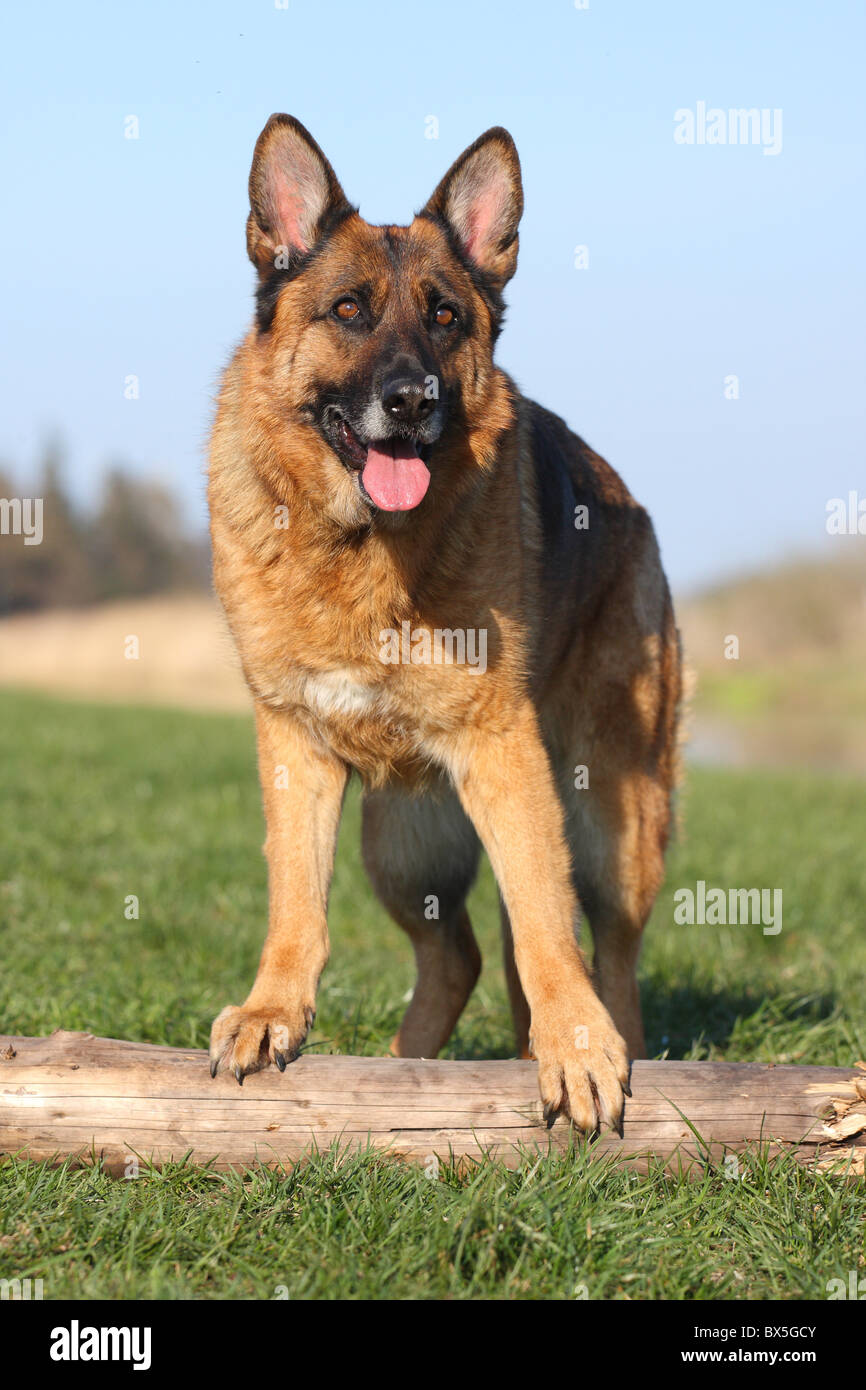 standing German Shepherd Stock Photo - Alamy
