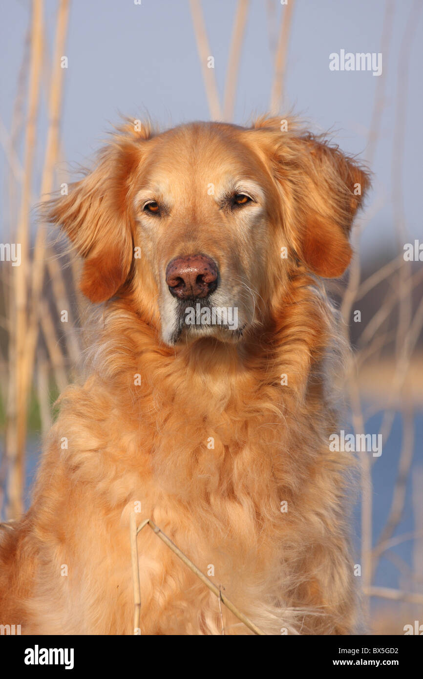 Male golden retriever hi-res stock photography and images - Alamy