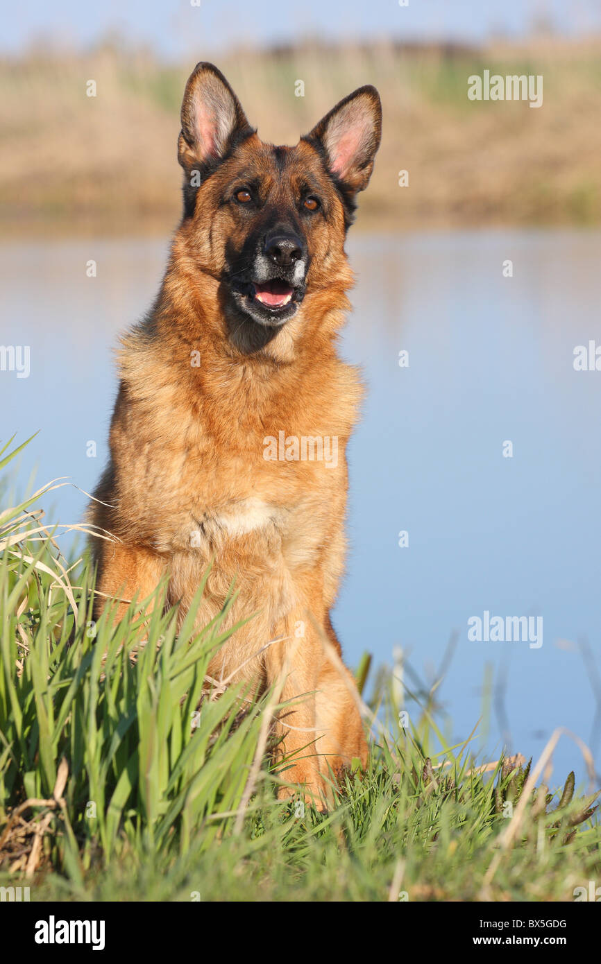 sitting German Shepherd Stock Photo - Alamy