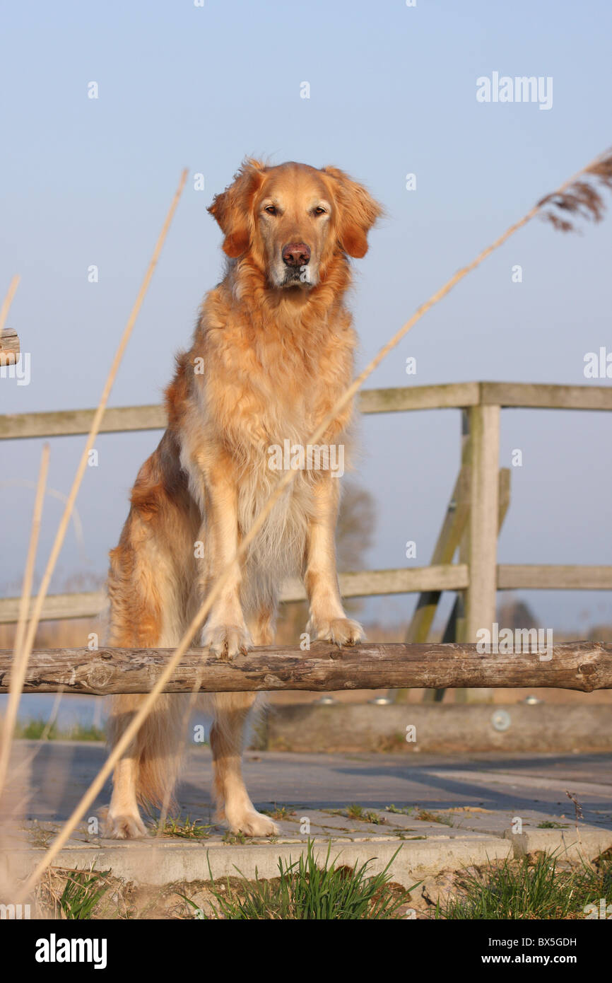 male Golden Retriever Stock Photo - Alamy