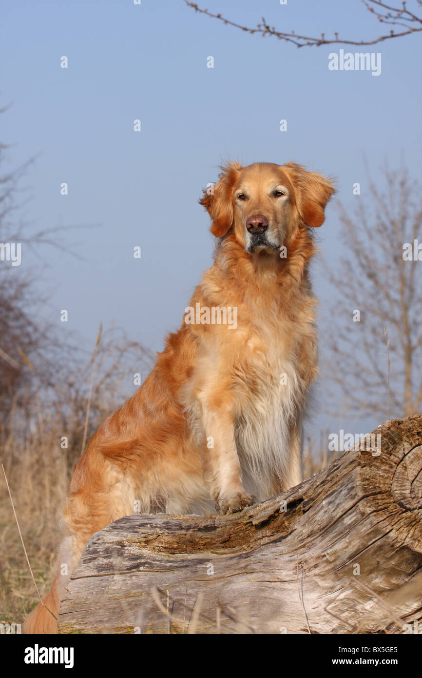 View golden trees stand hi-res stock photography and images - Alamy