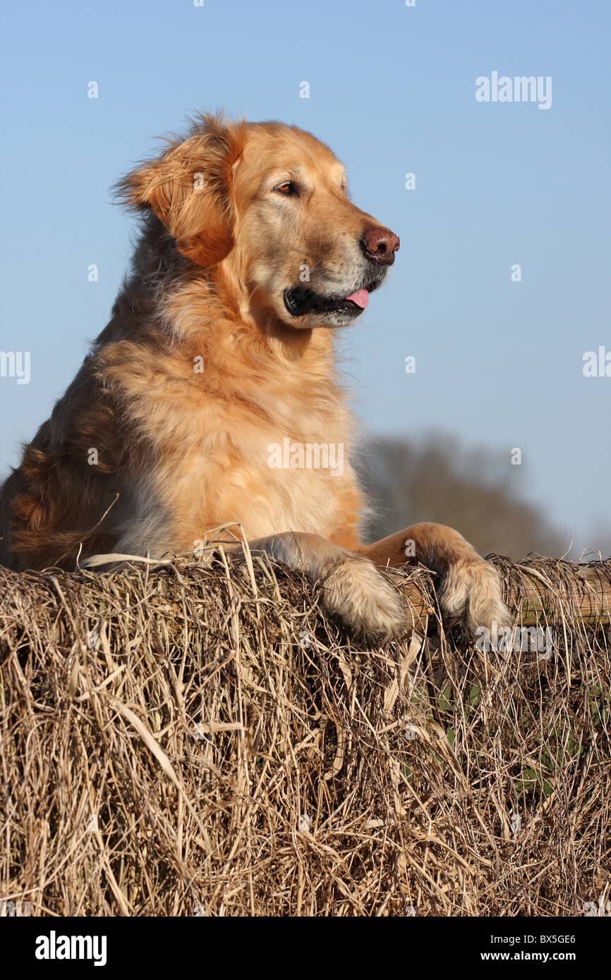 male Golden Retriever Stock Photo - Alamy