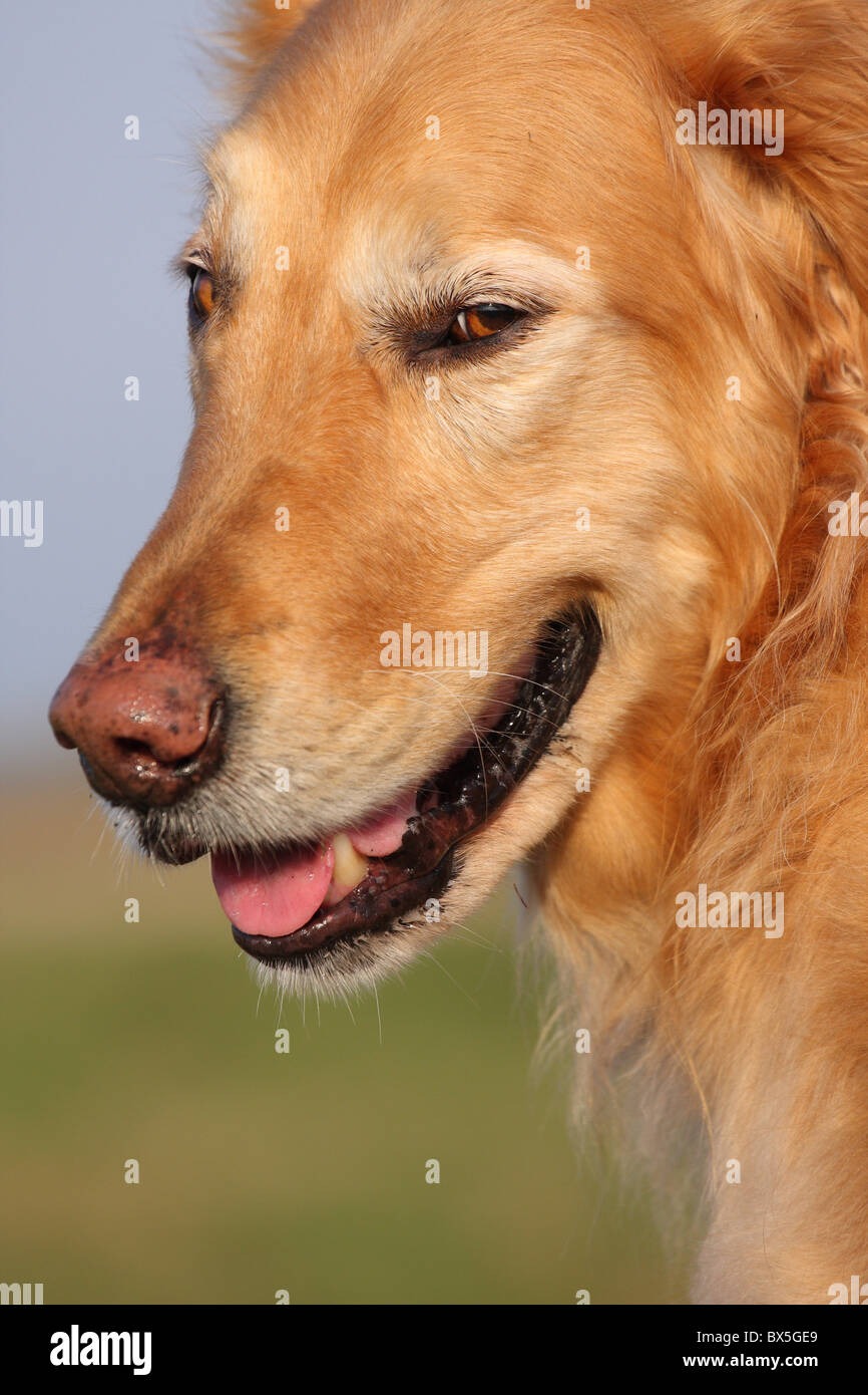 male Golden Retriever Stock Photo - Alamy
