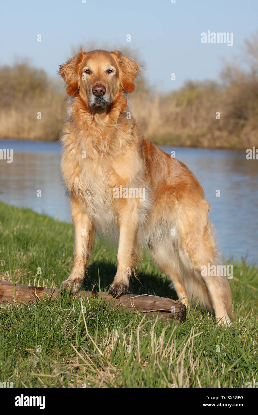 male Golden Retriever Stock Photo - Alamy