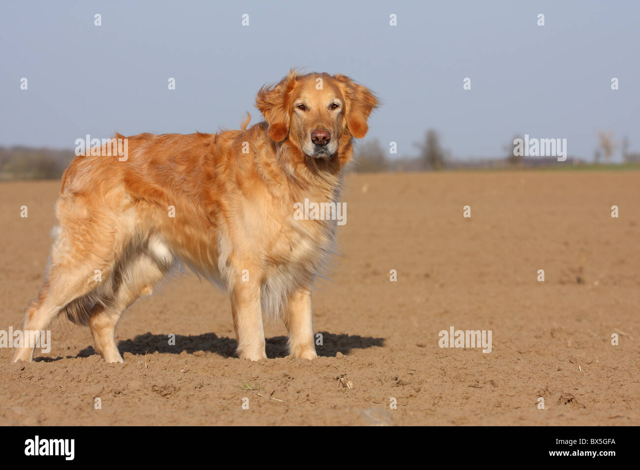 male Golden Retriever Stock Photo - Alamy