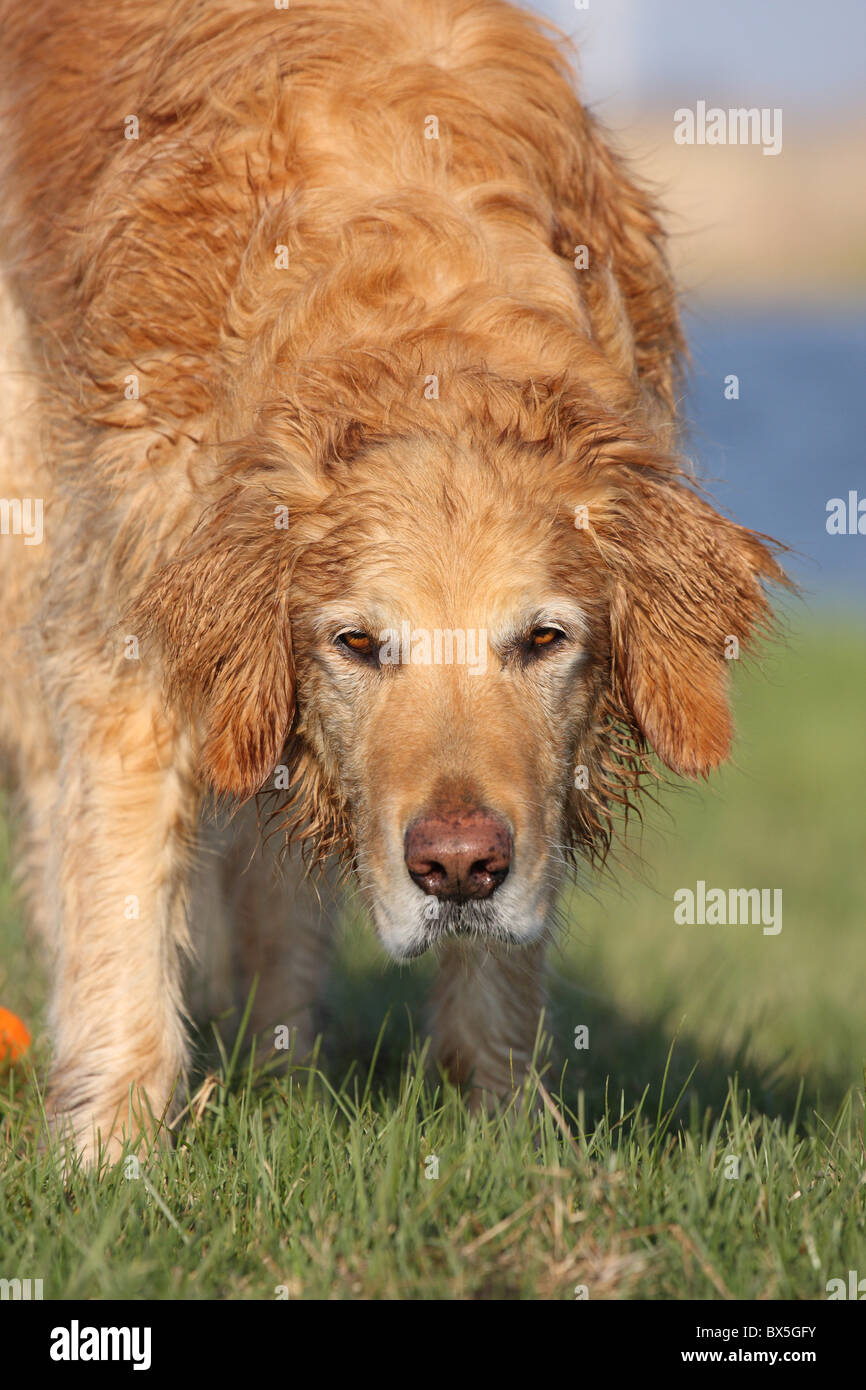 male Golden Retriever Stock Photo - Alamy