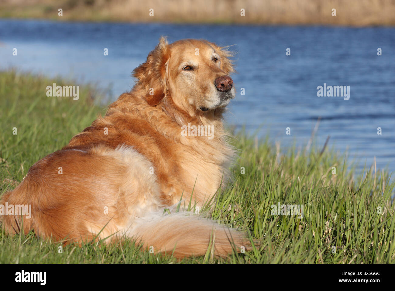 male Golden Retriever Stock Photo - Alamy