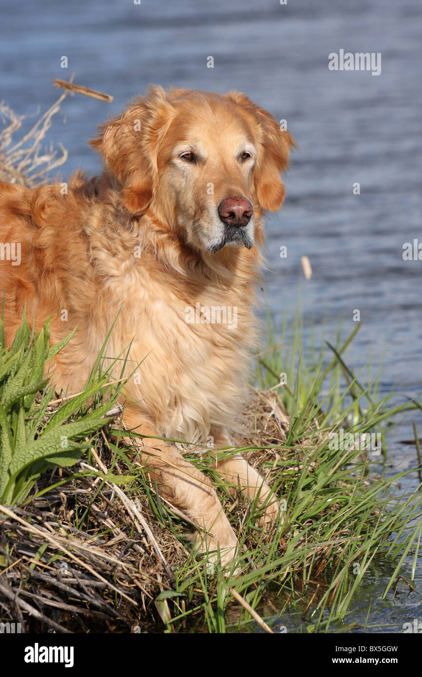 male Golden Retriever Stock Photo - Alamy