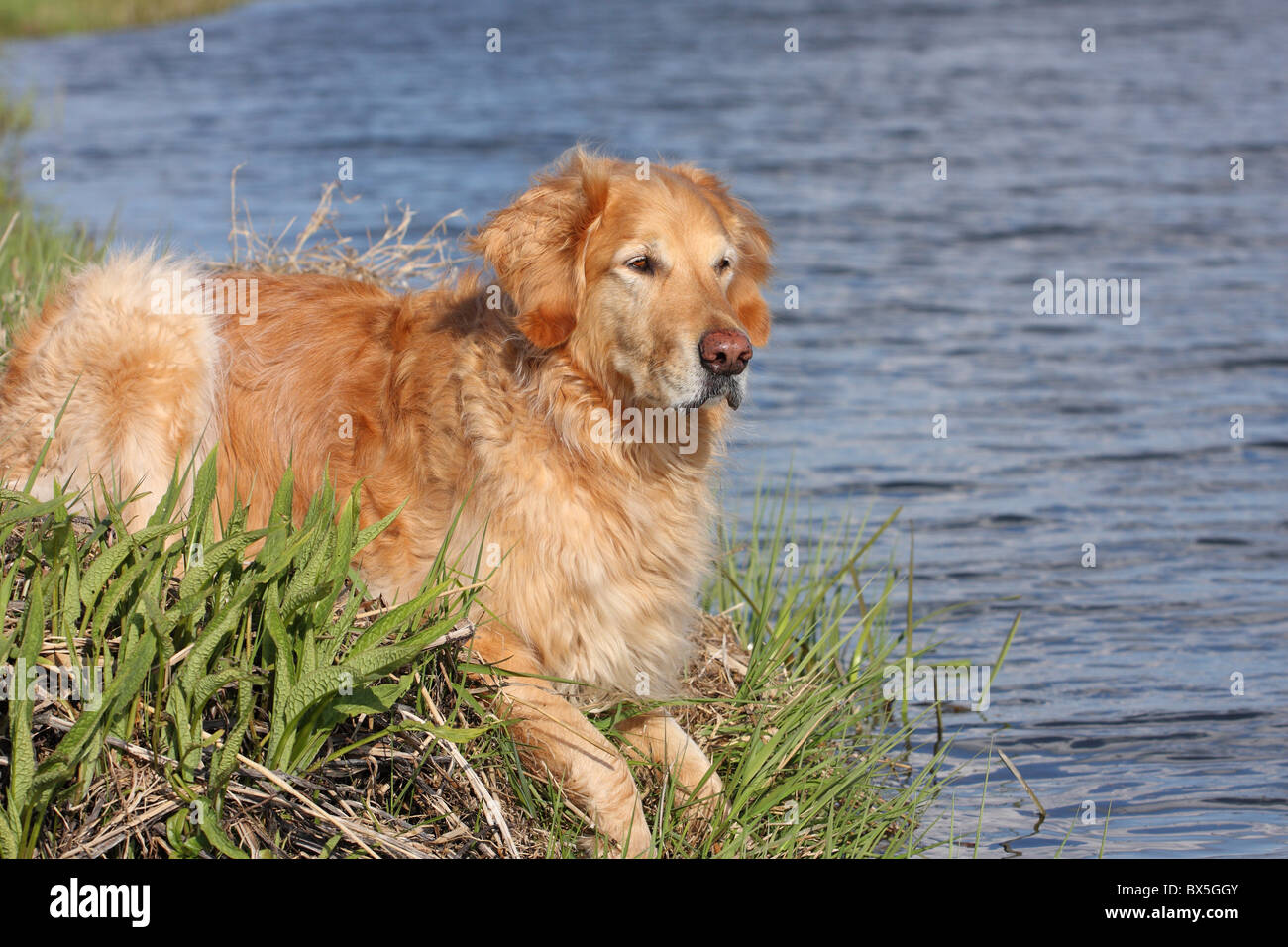 male Golden Retriever Stock Photo - Alamy