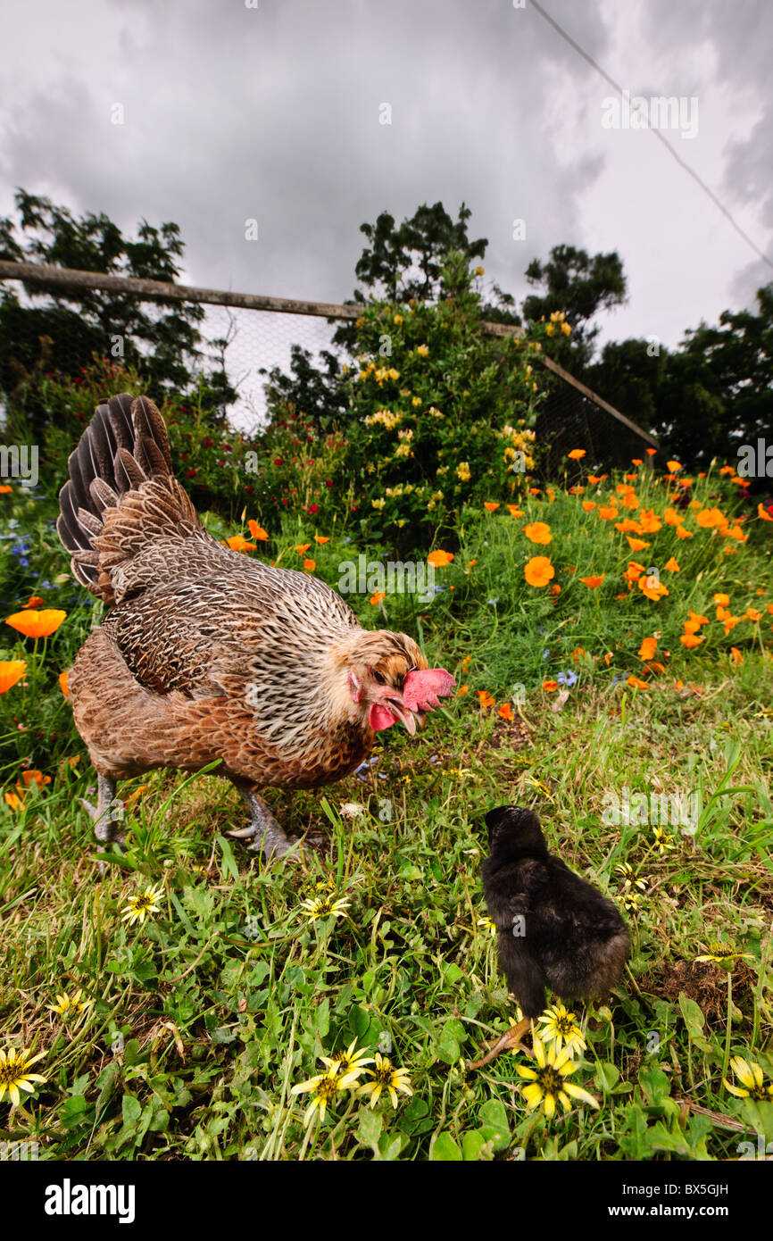 Spring, Hen and chick explore garden Stock Photo - Alamy