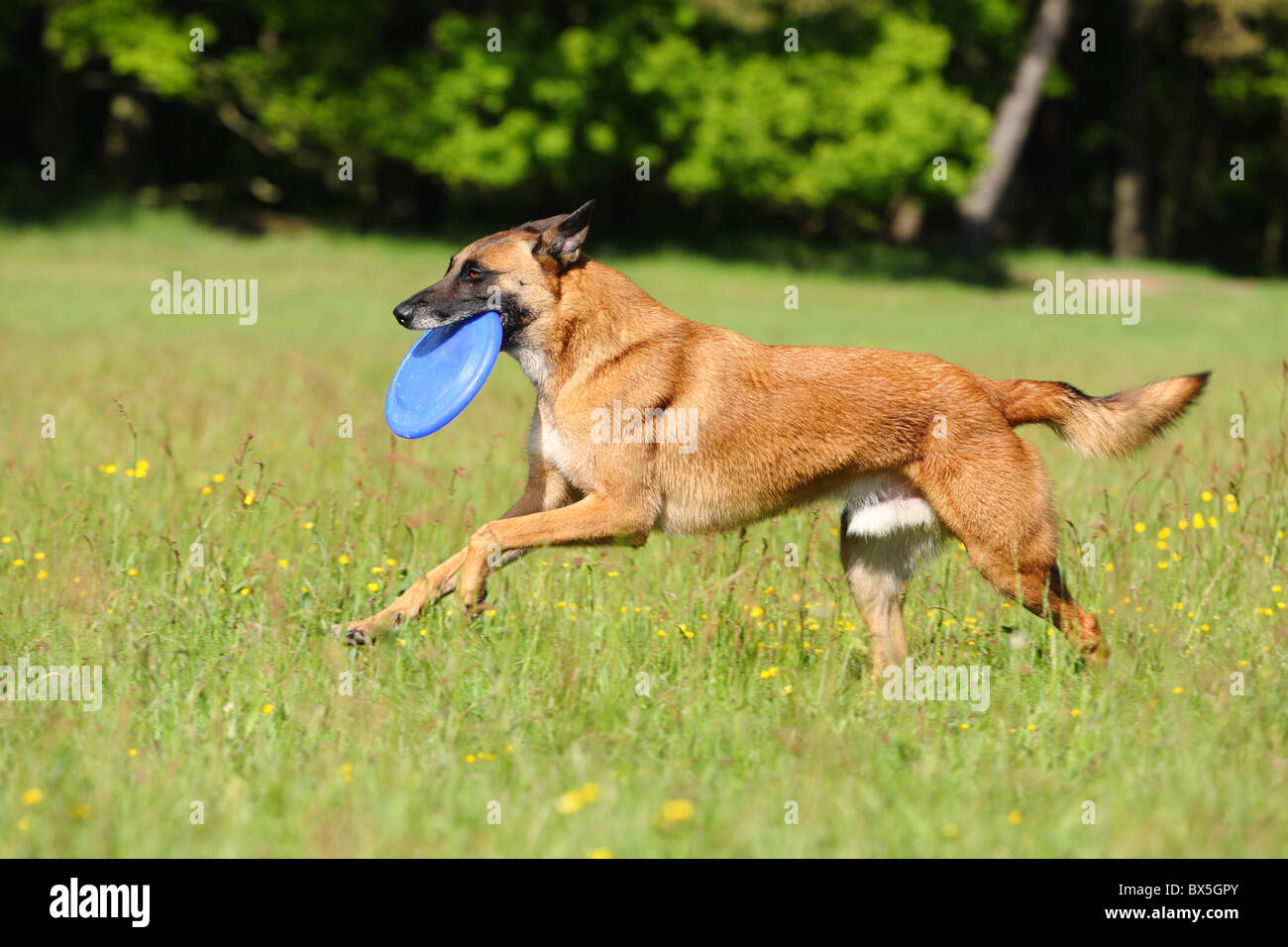 Malinois fetching hi-res stock photography and images - Alamy