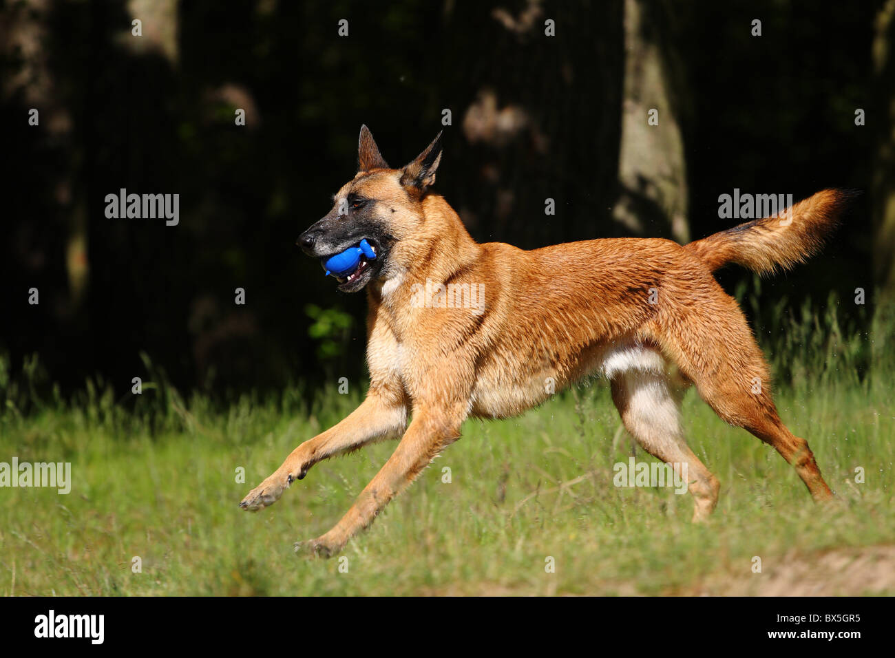 Malinois fetching hi-res stock photography and images - Alamy