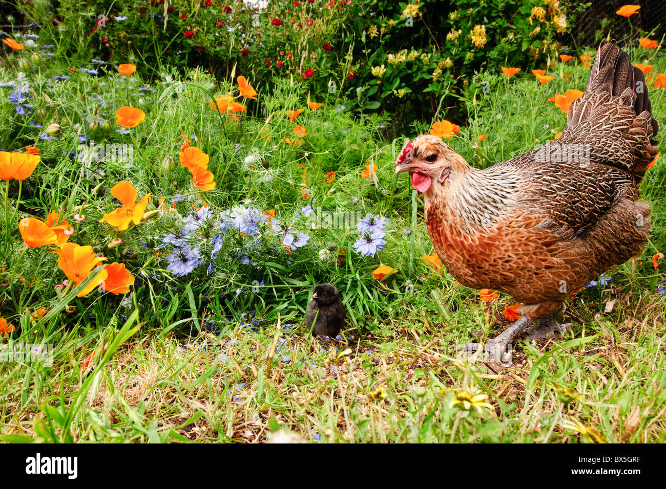 Spring, Hen and chick explore garden Stock Photo - Alamy