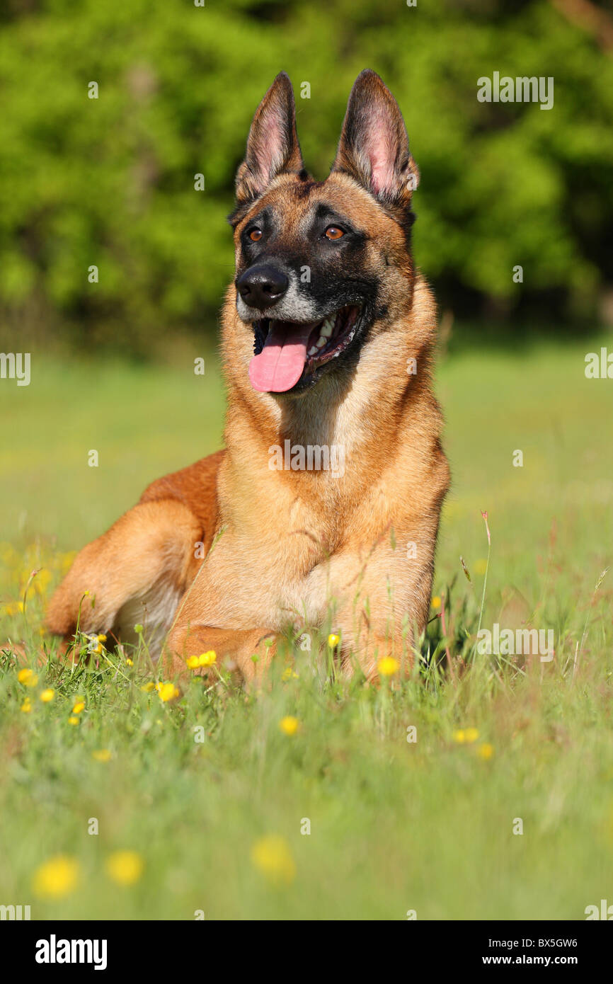 Malinois nature hi-res stock photography and images - Alamy