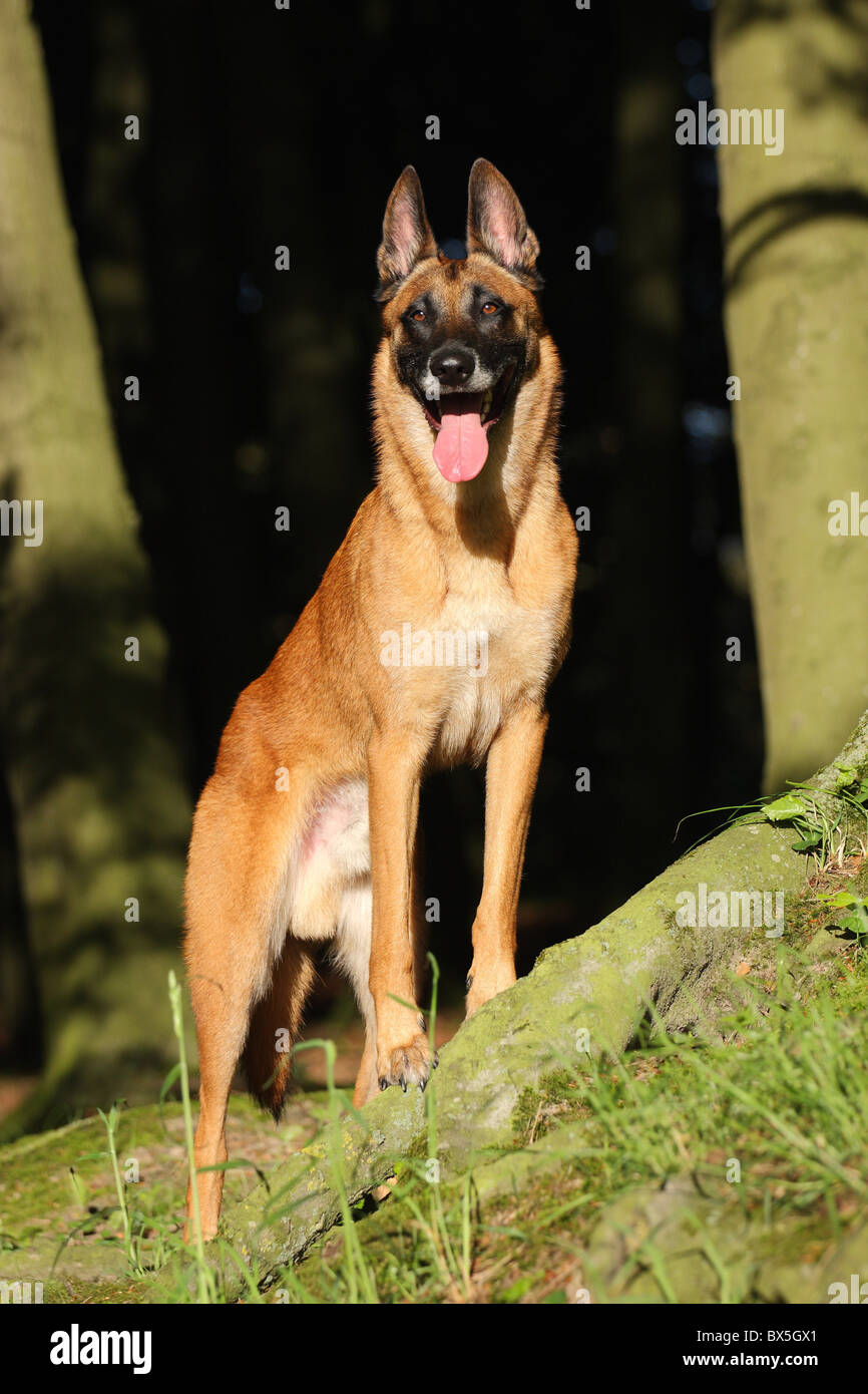 Malinois forest hi-res stock photography and images - Alamy