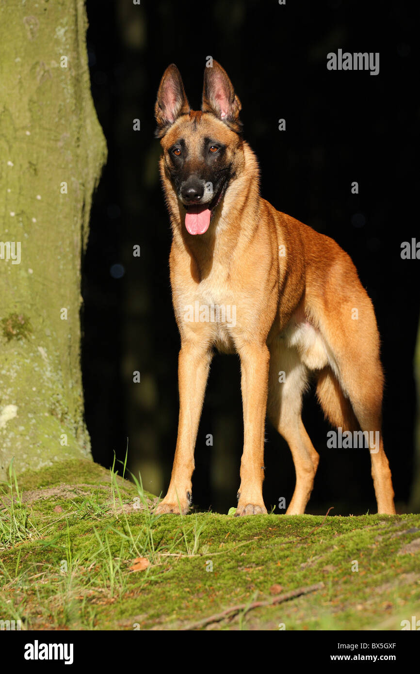 Malinois forest hi-res stock photography and images - Alamy