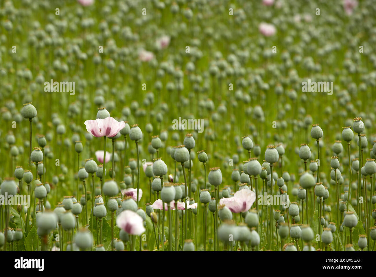 pink poppy field UK Stock Photo - Alamy