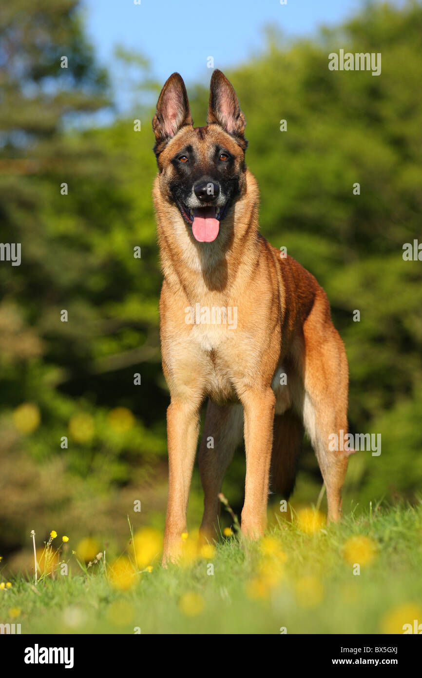 Berger malinois hi-res stock photography and images - Alamy