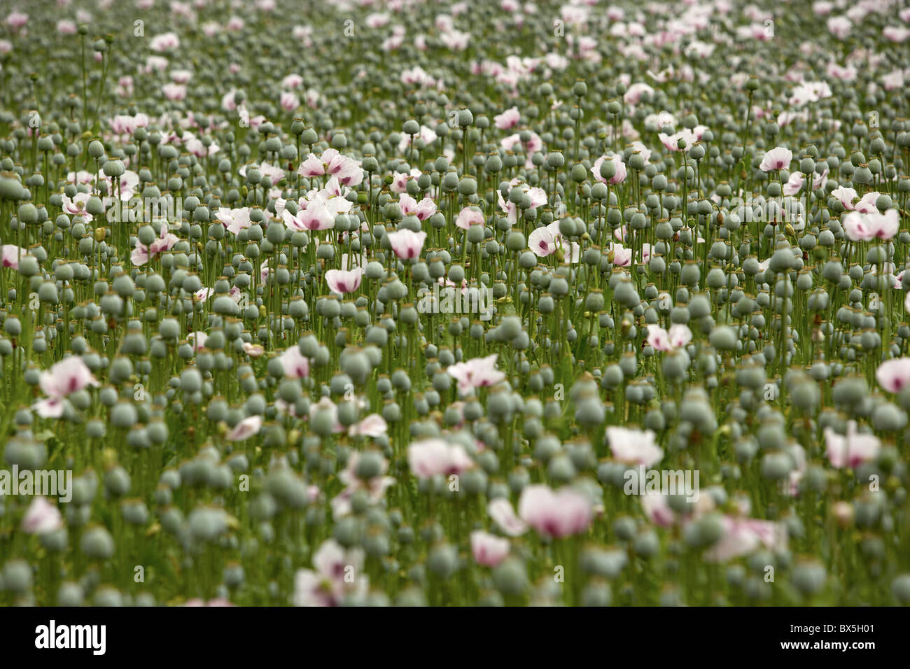 pink poppy field UK Stock Photo - Alamy