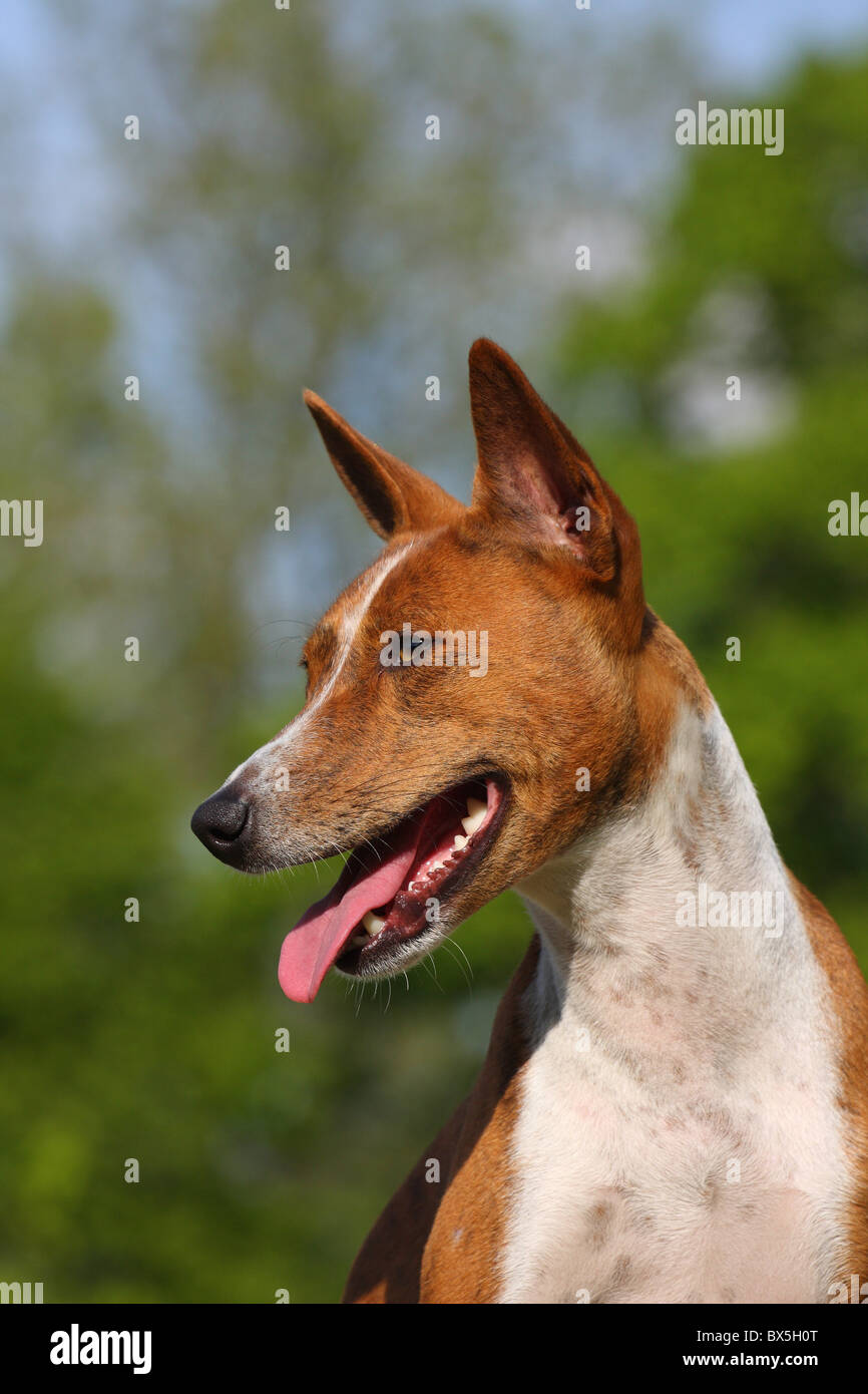 Basenji brindle dog hi-res stock photography and images - Alamy