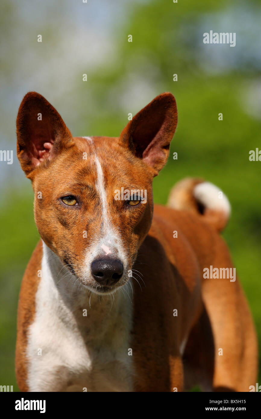 Basenji brindle dog hi-res stock photography and images - Alamy