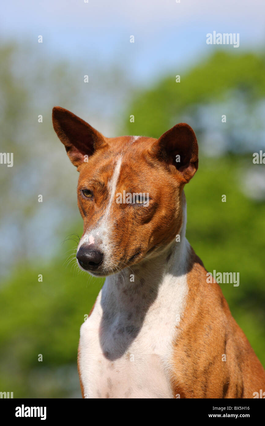 Basenji brindle dog hi-res stock photography and images - Alamy