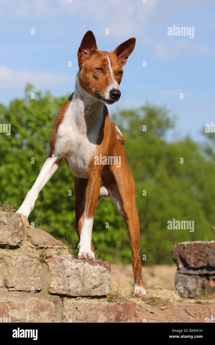 Red brindle shorthair hi-res stock photography and images - Alamy