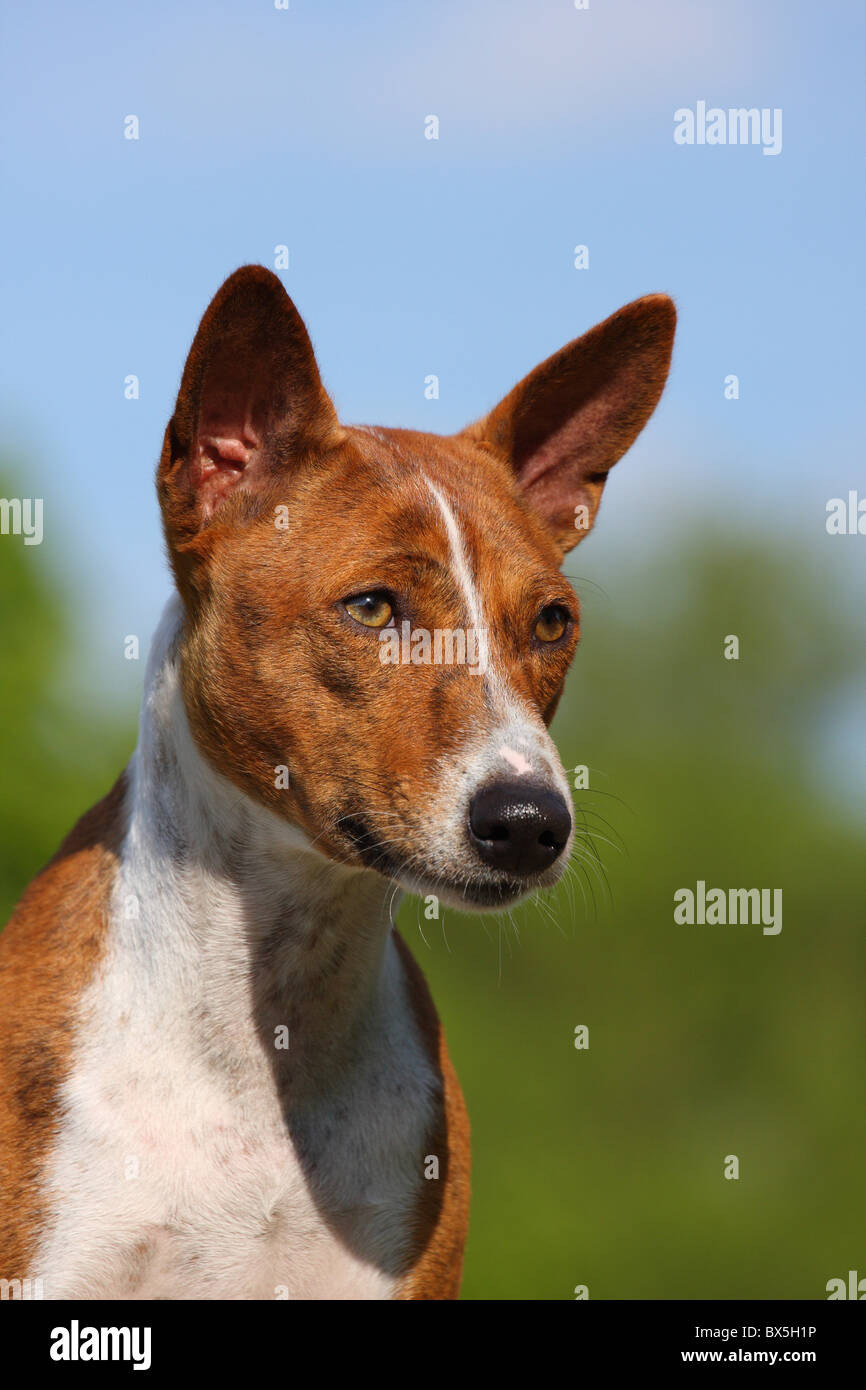 Basenji brindle dog hi-res stock photography and images - Alamy