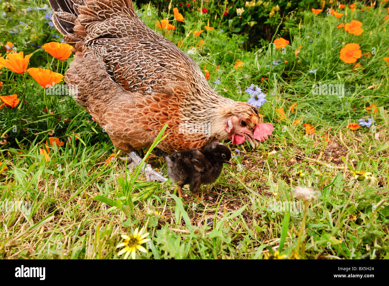 Spring, Hen and chick explore garden Stock Photo - Alamy