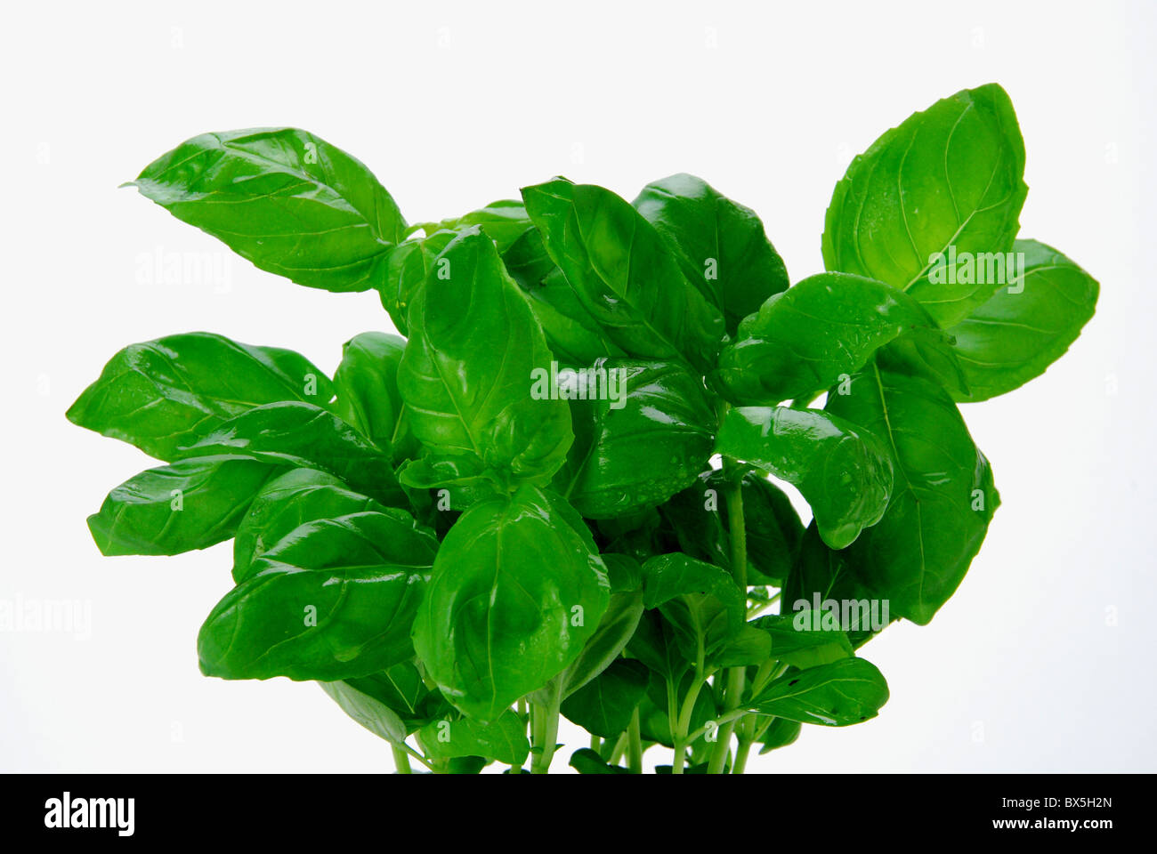 BASIL leafs herb Stock Photo - Alamy