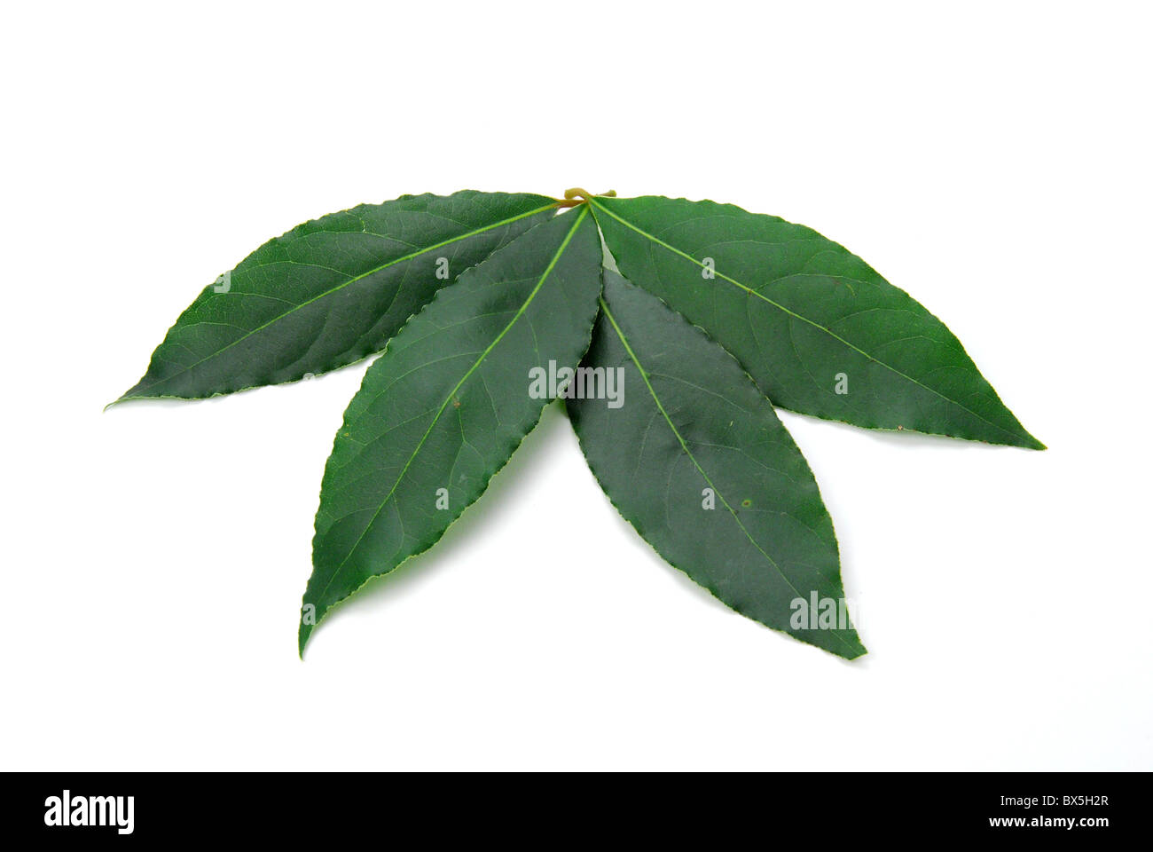 BAY LEAF HERB Stock Photo - Alamy