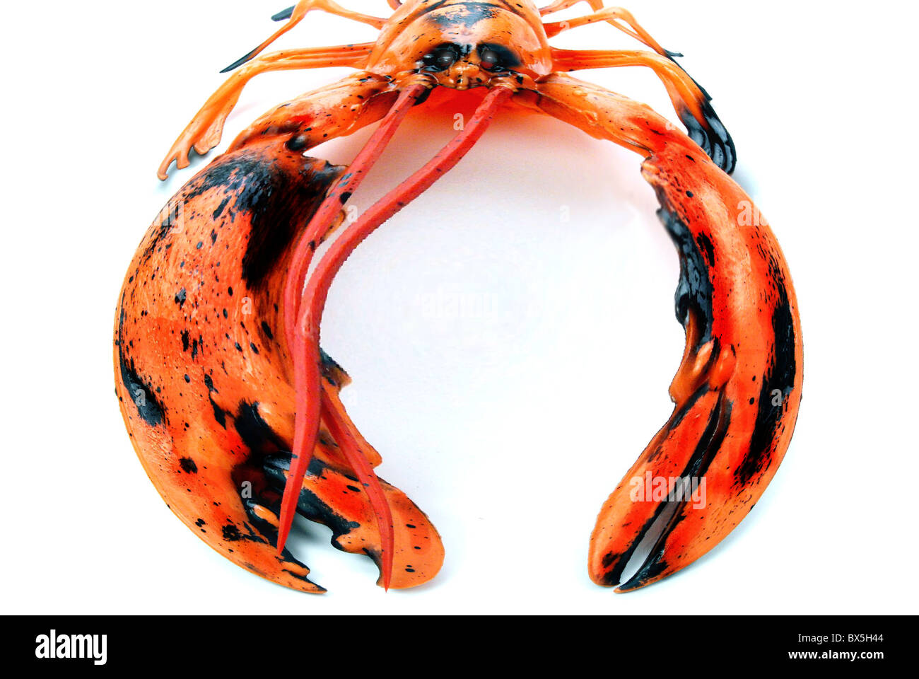 Nephropidae hi-res stock photography and images - Alamy