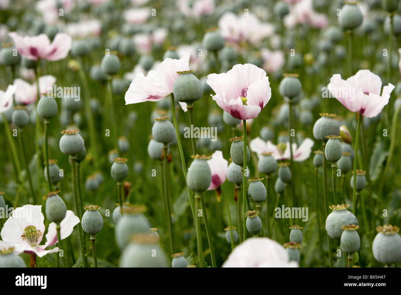 pink poppy field UK Stock Photo - Alamy