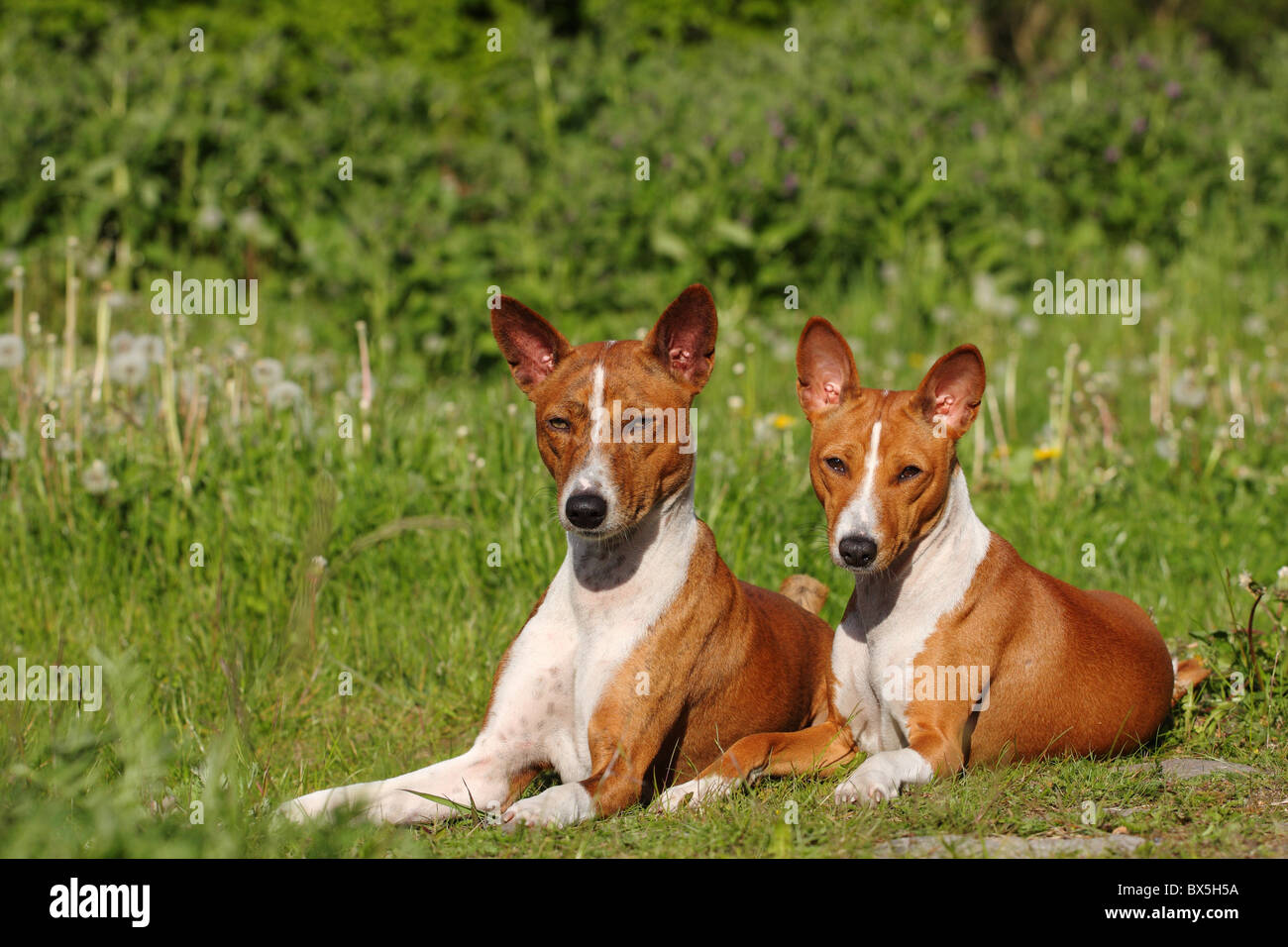 Basenjis hi-res stock photography and images - Alamy