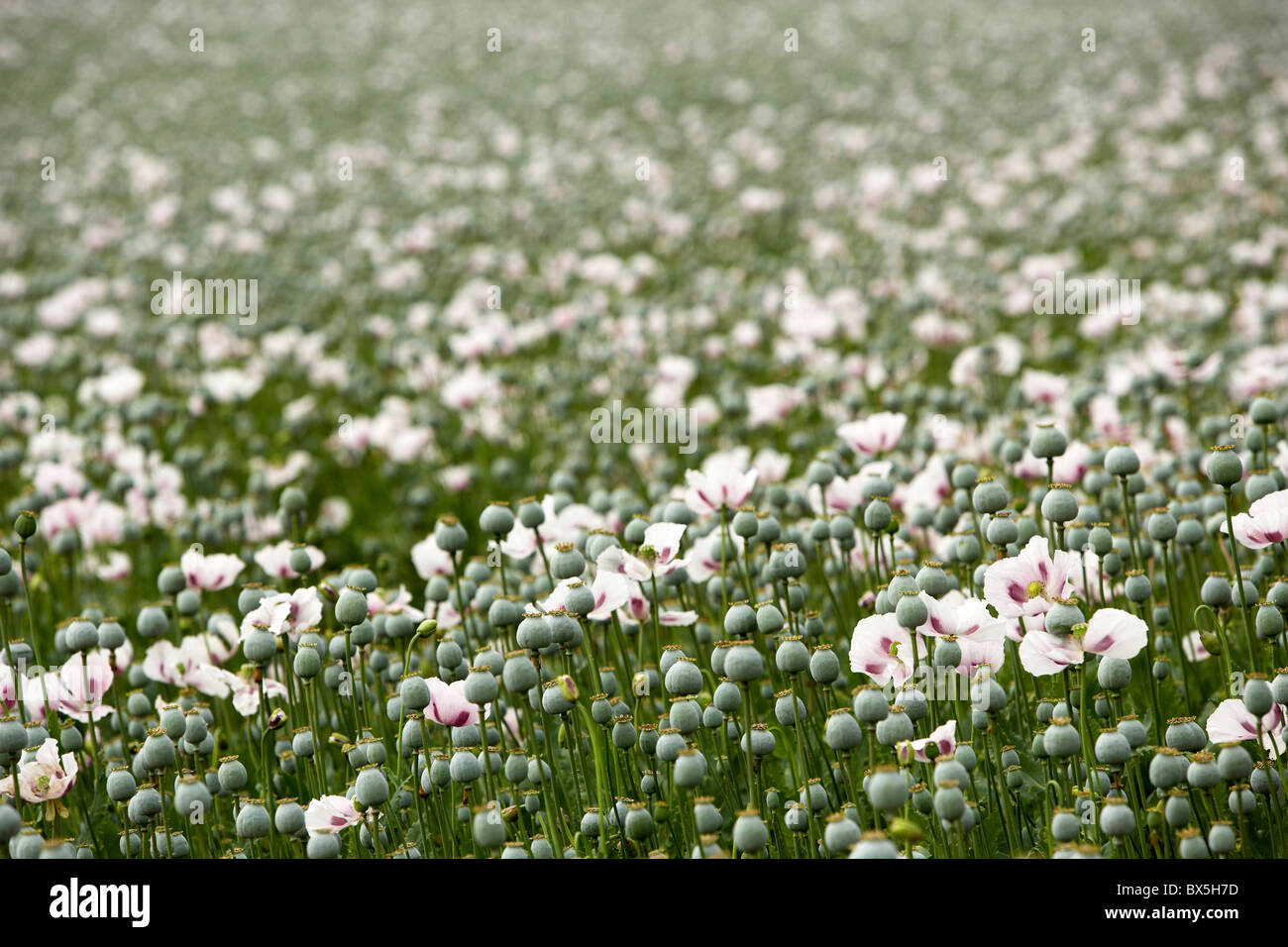 pink poppy field UK Stock Photo - Alamy