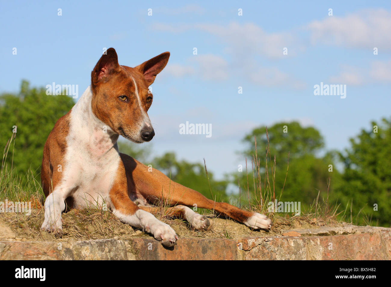 Basenji brindle dog hi-res stock photography and images - Alamy