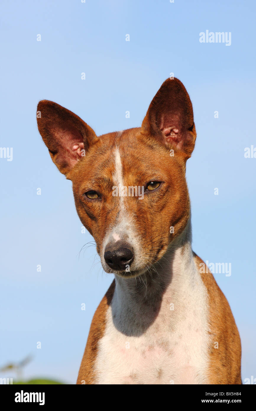 Red brindle shorthair hi-res stock photography and images - Alamy