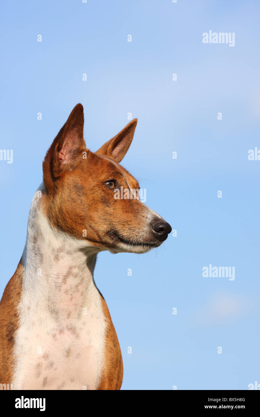 Basenji brindle dog hi-res stock photography and images - Alamy