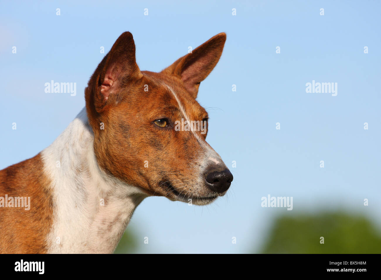 Basenji brindle dog hi-res stock photography and images - Alamy