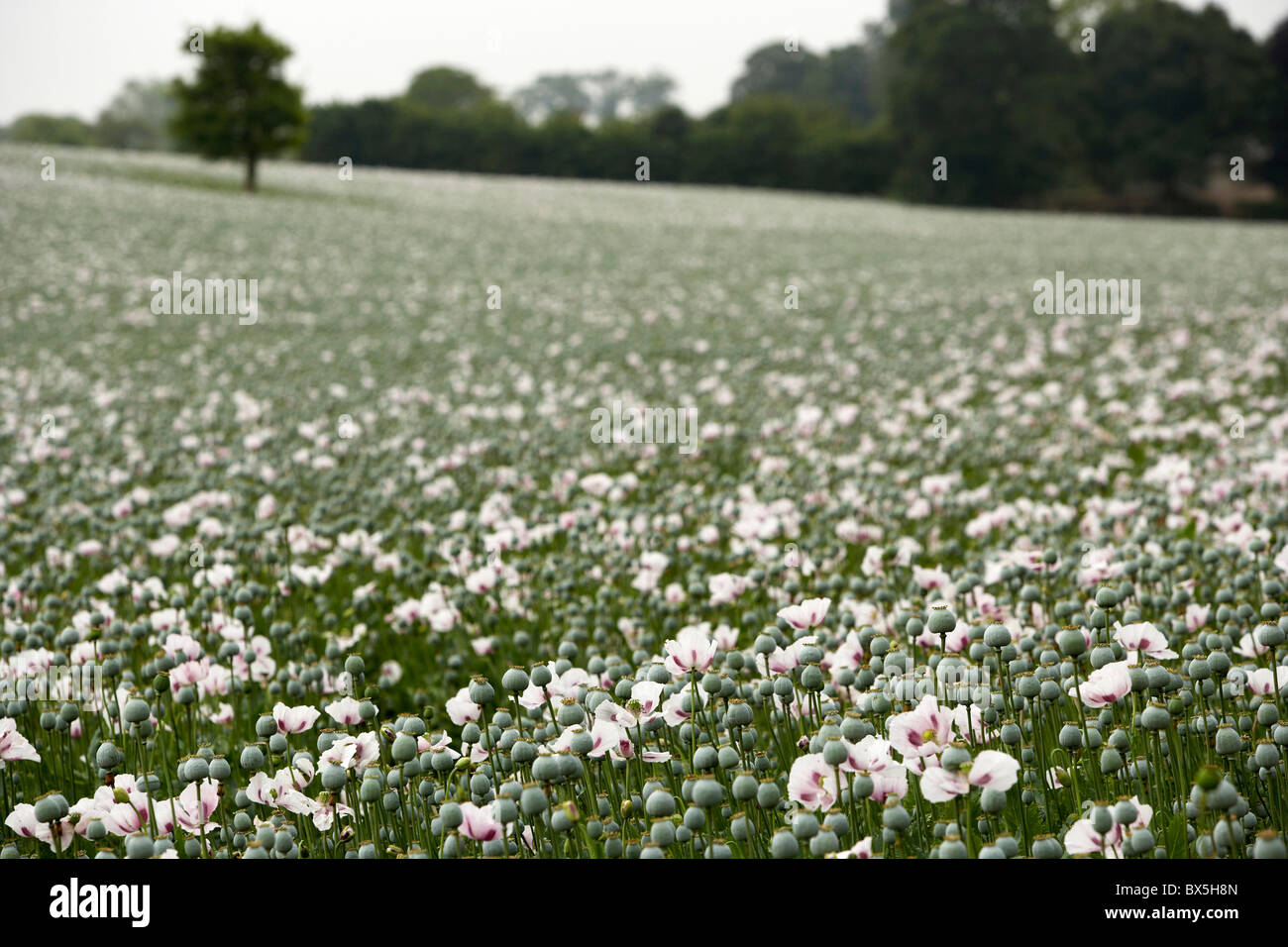 pink poppy field UK Stock Photo - Alamy
