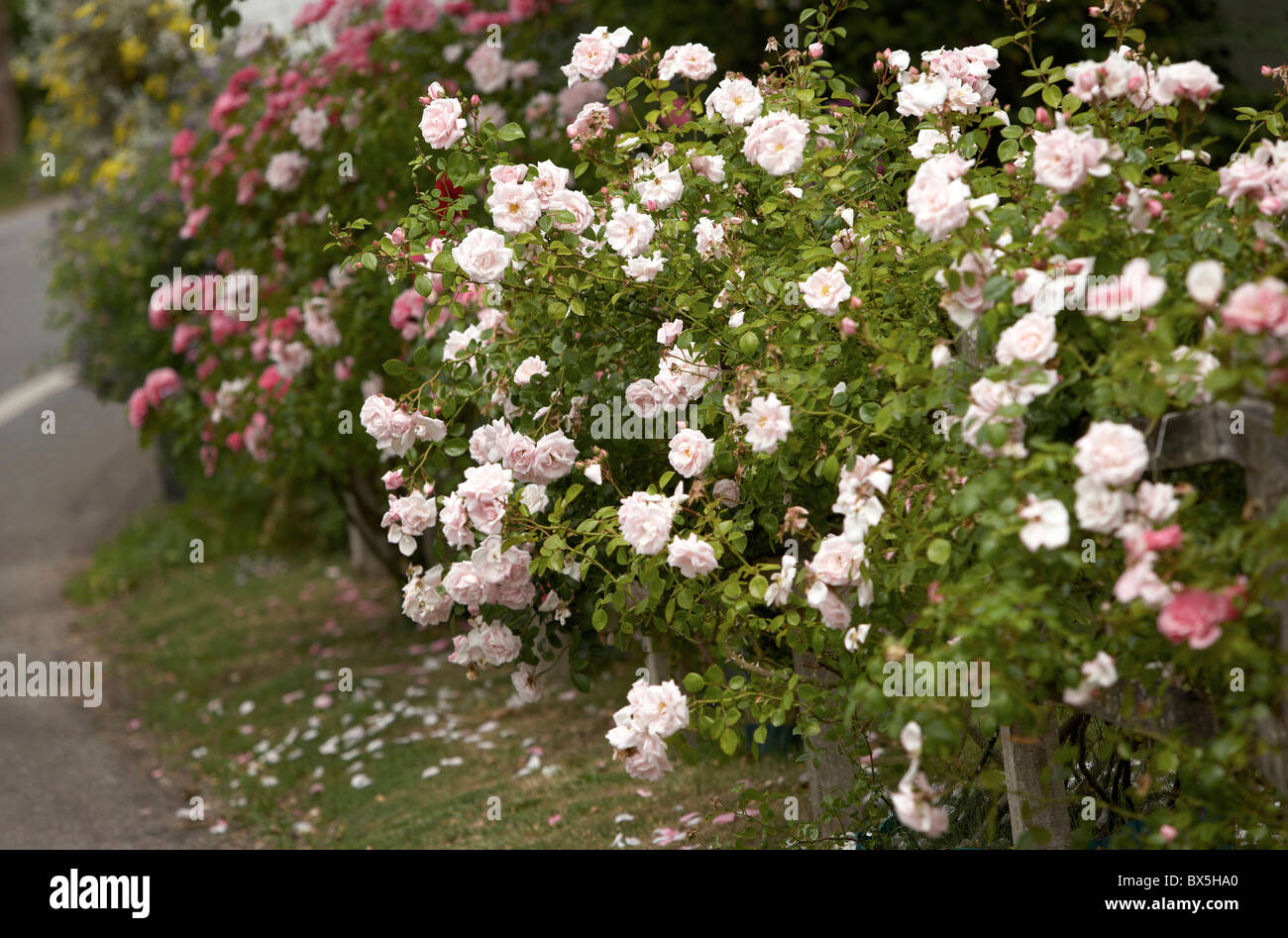 Rose bushes hi-res stock photography and images - Alamy