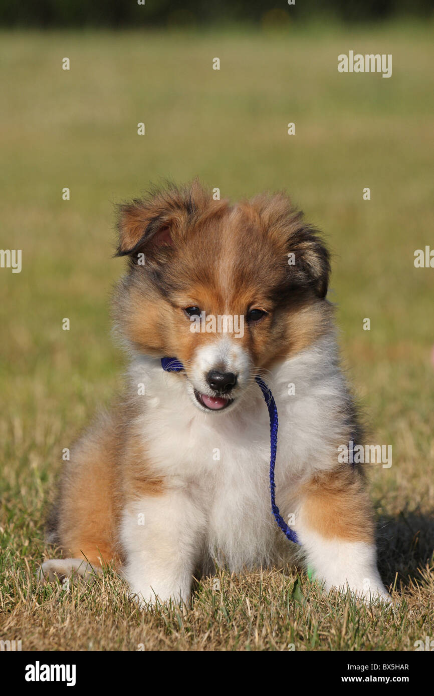Shetland Sheepdog Puppy Stock Photo - Alamy