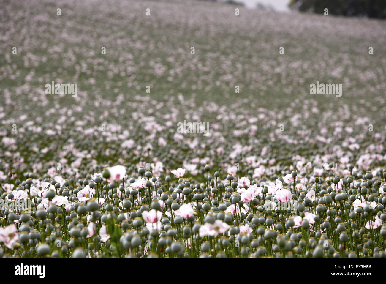 pink poppy field UK Stock Photo - Alamy
